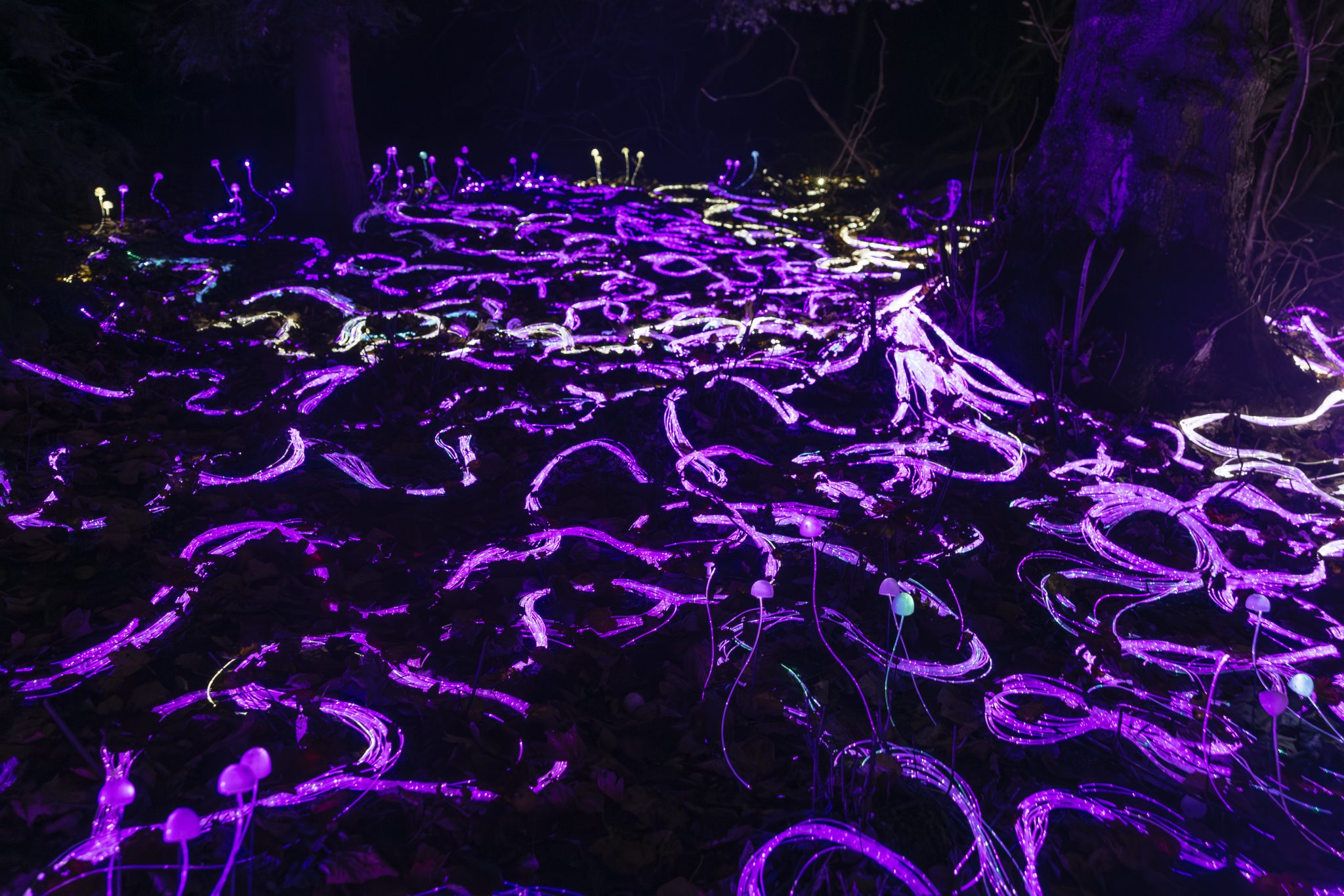 Home - Northern Lights Leeds